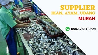 0882-2611-0625, Tambak Udang | PPTX