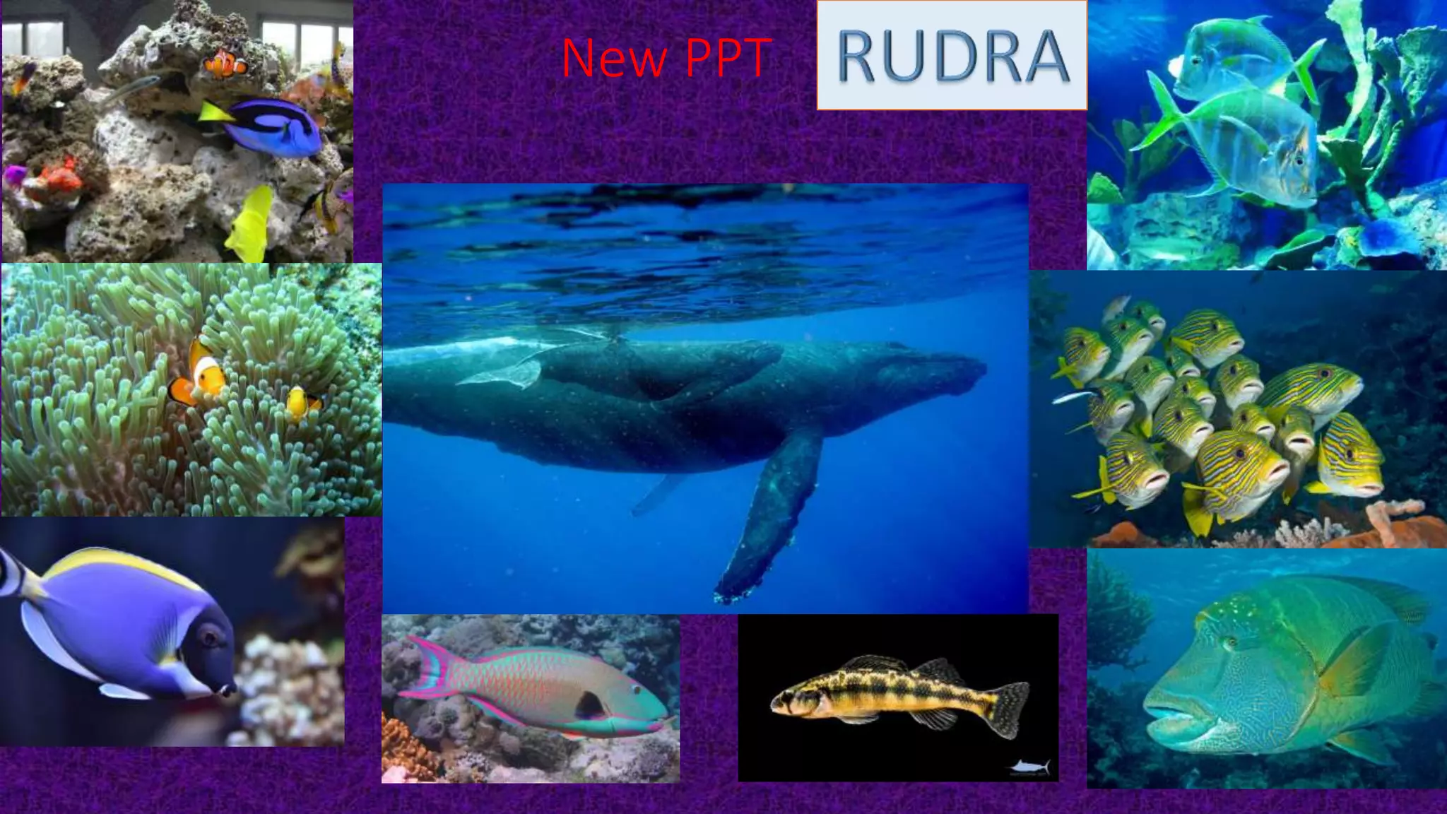 Animation Guide | PPTX