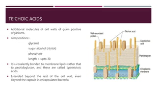 Cell Biomembrane | PPT