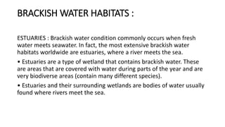 Presentation (2).pptx