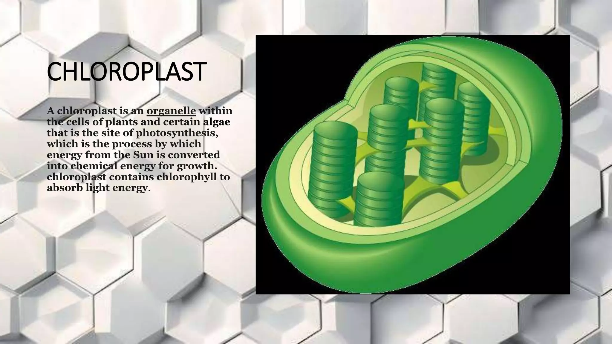 Plastids incomplete ppt | PPTX | Biological Sciences | Science