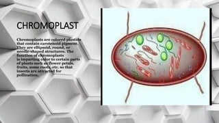 Plastids incomplete ppt | PPTX | Biological Sciences | Science