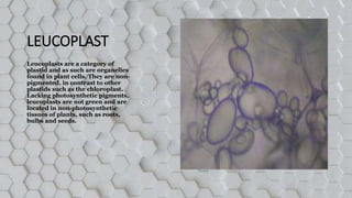 Plastids incomplete ppt | PPTX | Biological Sciences | Science