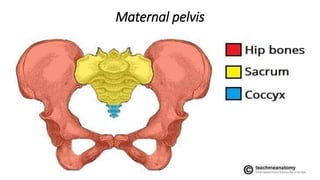 Presentation (2).pptx
