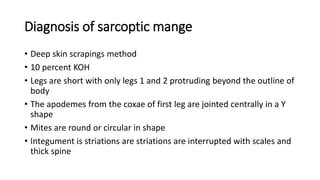 Ectoparasite infection | PPTX