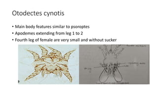 Ectoparasite infection | PPTX