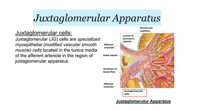 JG Apparatus | PPTX | Biological Sciences | Science