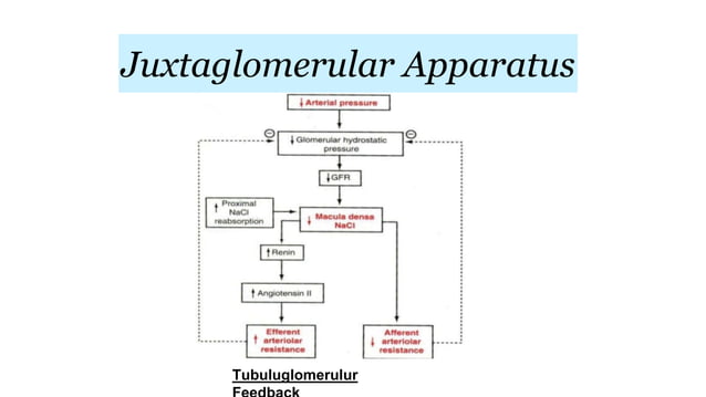 JG Apparatus | PPTX | Biological Sciences | Science
