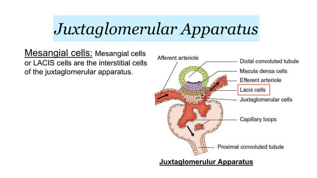 JG Apparatus | PPTX | Biological Sciences | Science