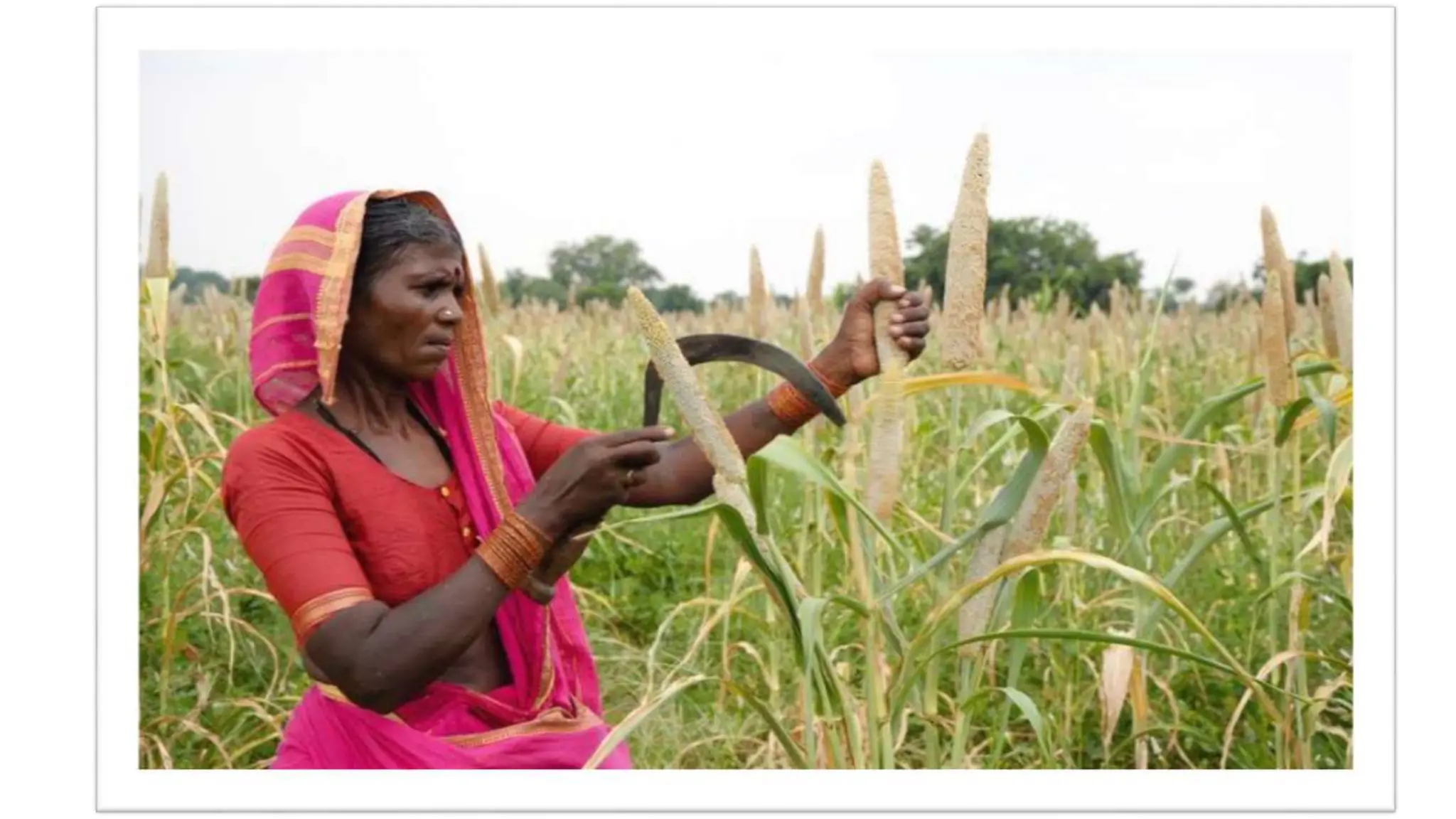 Science project file class 11 on millets in agriculture | PPT