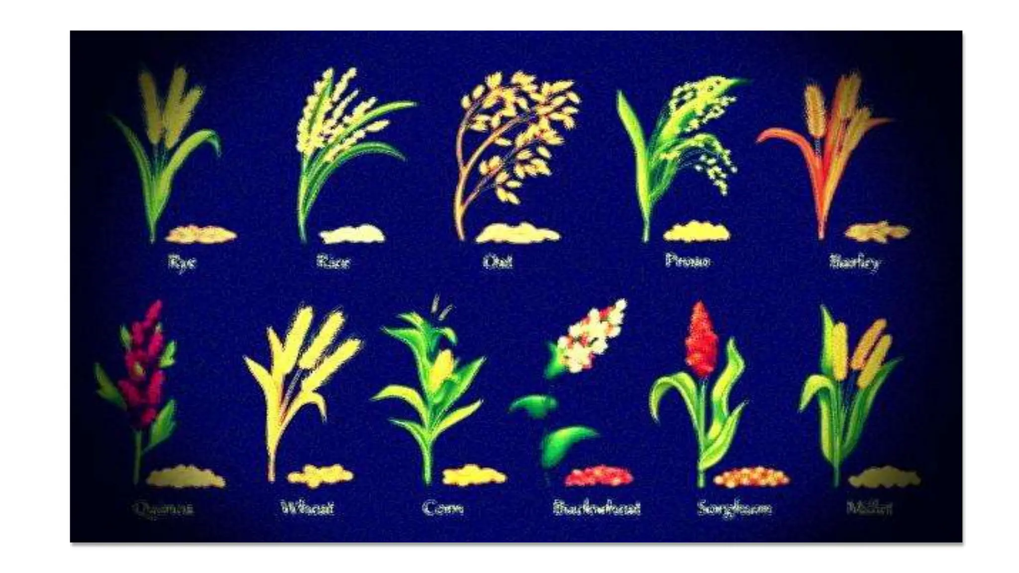 Science project file class 11 on millets in agriculture | PPT