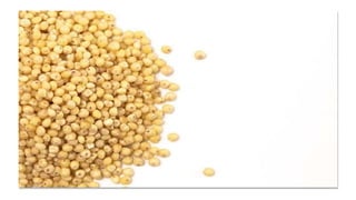 Science project file class 11 on millets in agriculture | PPT