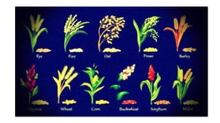 Science project file class 11 on millets in agriculture | PPT