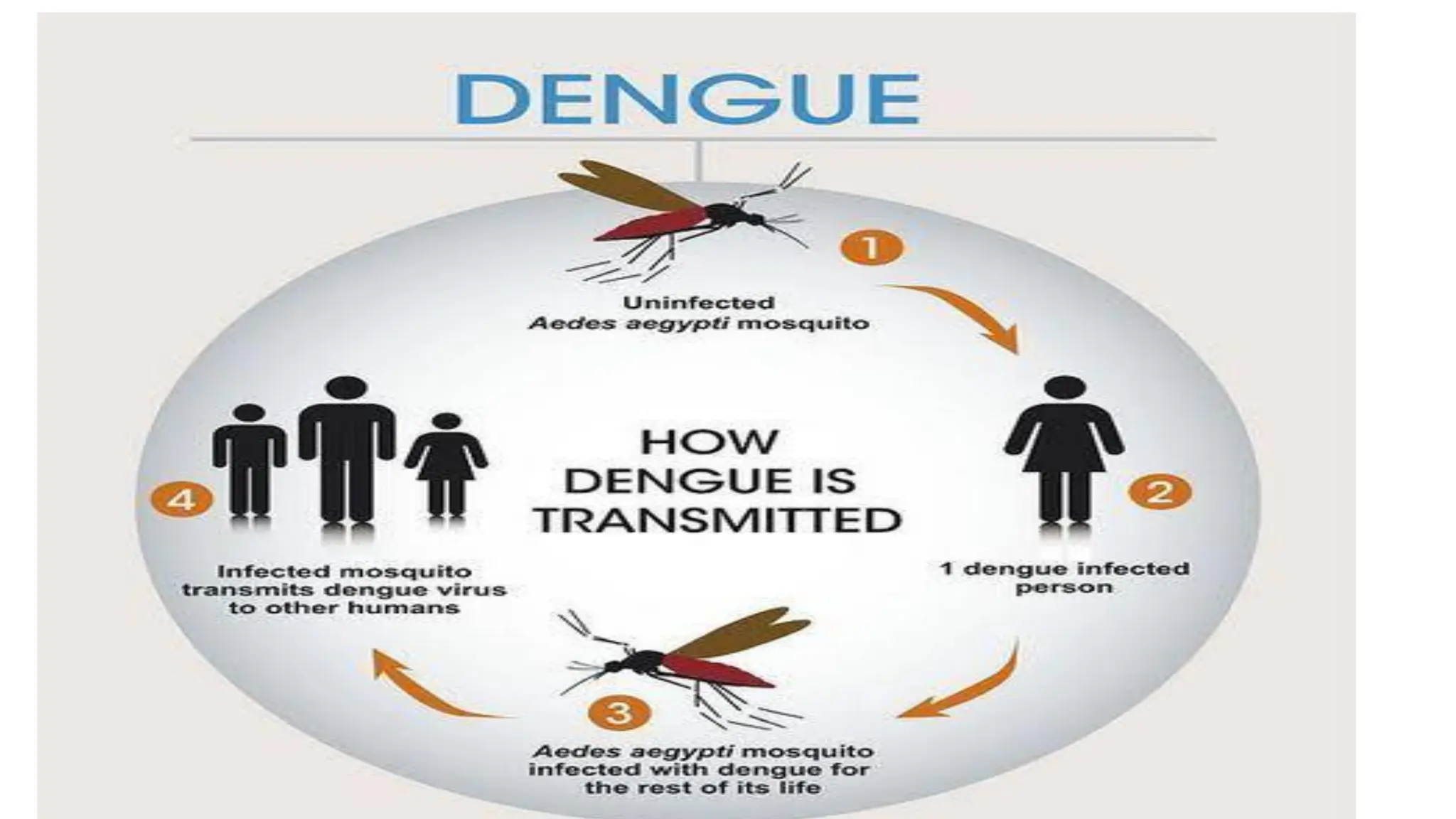 Dengue fever | PPT