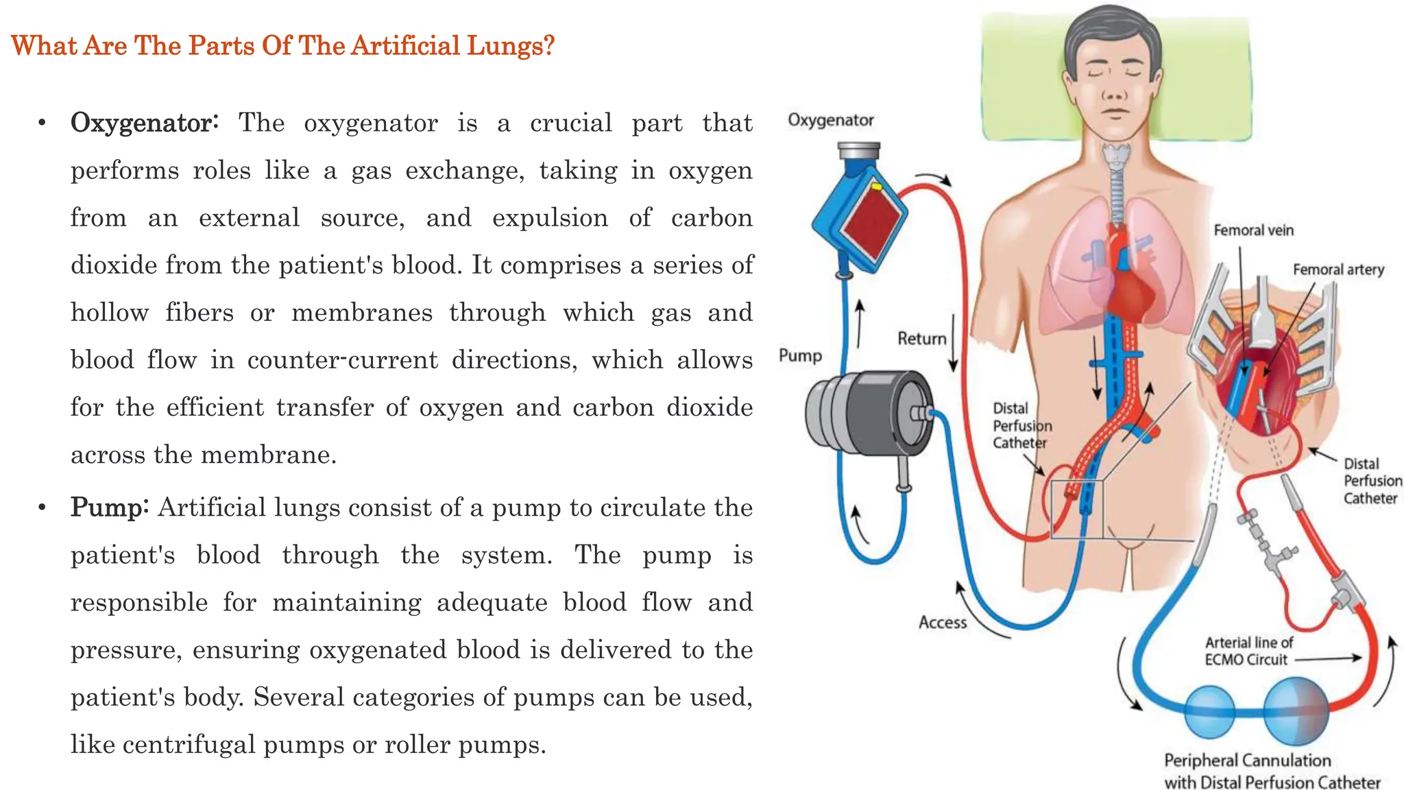 The Pulmonary system - Artificial organ 2.pptx