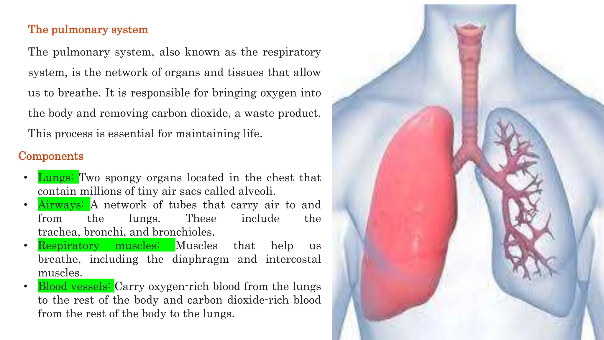 The Pulmonary system - Artificial organ 2.pptx