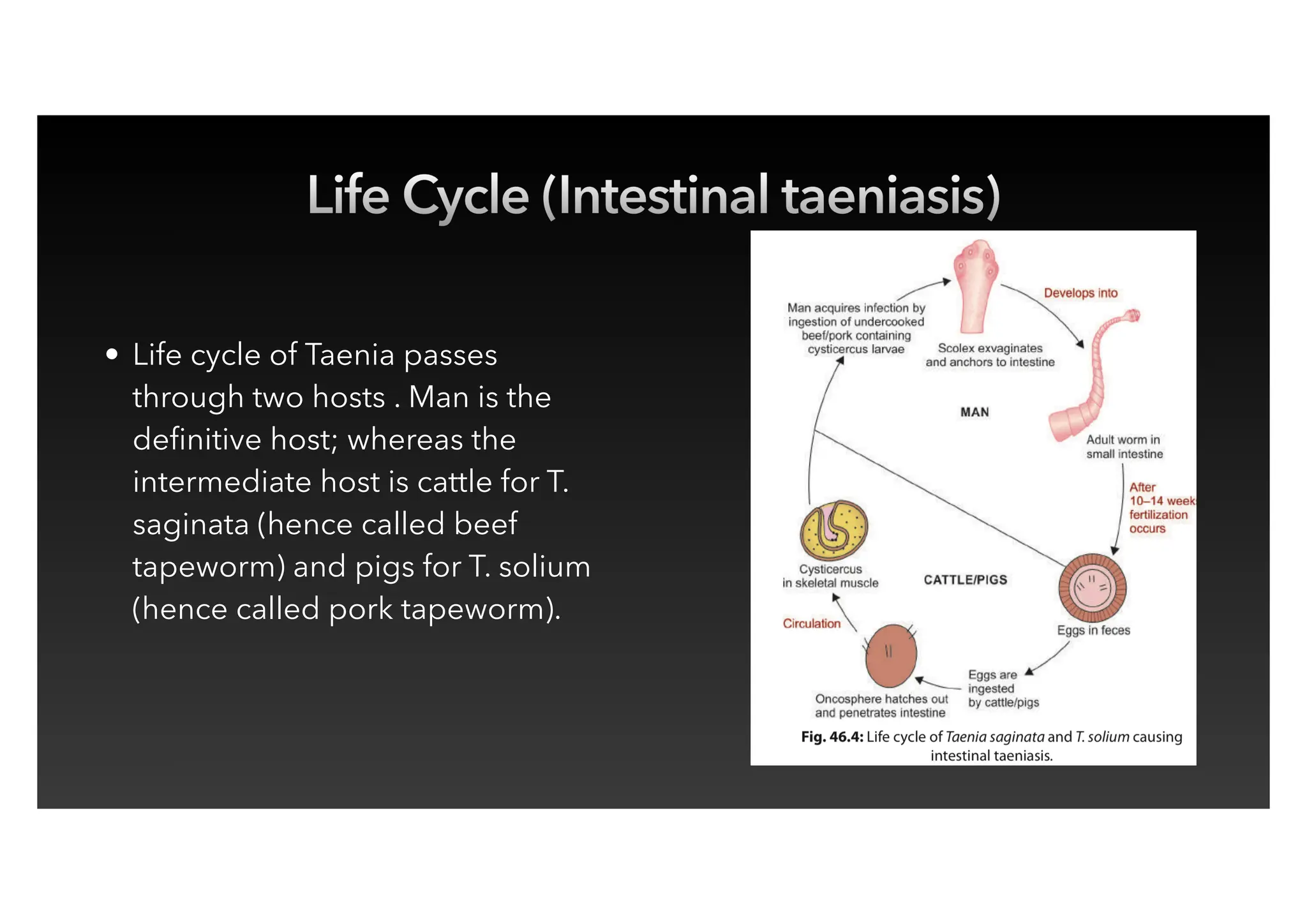 Presentation about intestinal taneasis microbiology | PPT | Free Download