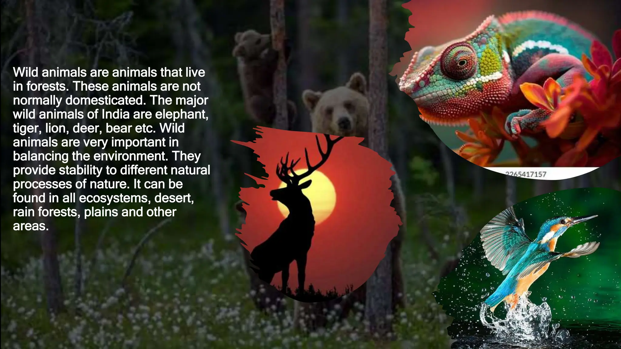 natural vegetation and wildlife shakalaka boom boom | PPTX