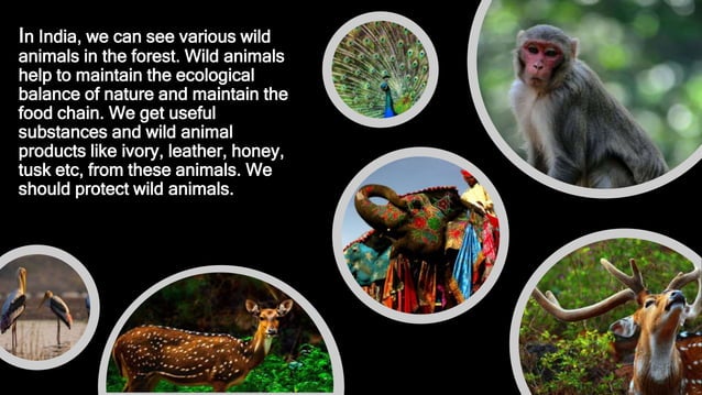 natural vegetation and wildlife shakalaka boom boom | PPT