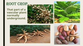 classification of agricultural crops in the phillipines | PPT