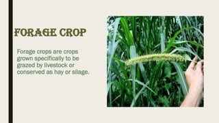 classification of agricultural crops in the phillipines | PPT