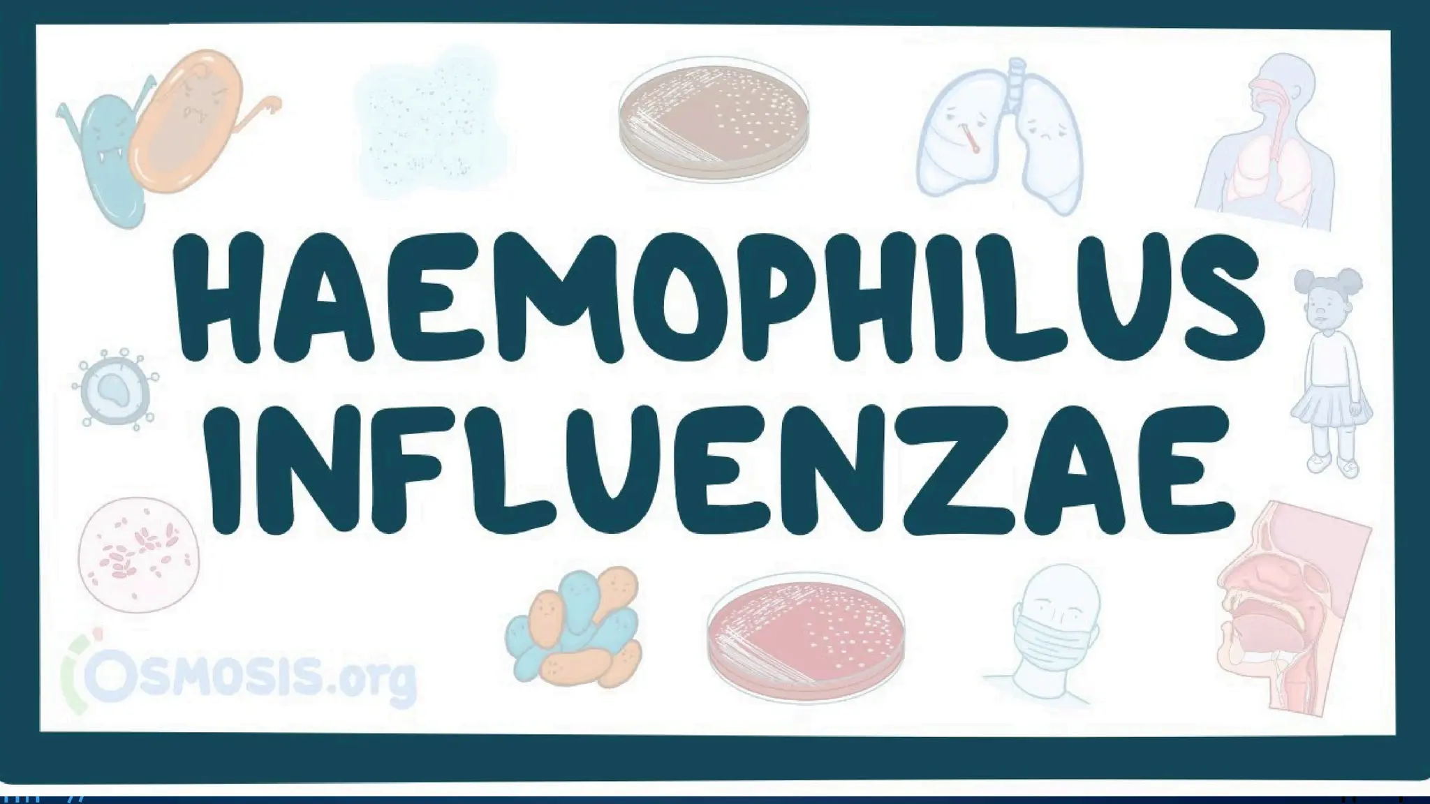 Haemophilus influenza (Medical bacteriology) | PDF | Infectious ...