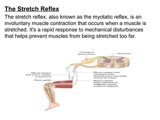 Physiological Effects of Stretching Therapy | PPTX