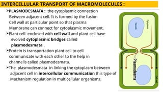 PPT: Molecular basis of intercellular and intracellular transport of ...