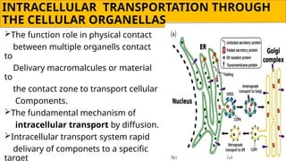 PPT: Molecular basis of intercellular and intracellular transport of ...