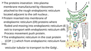 PPT: Molecular basis of intercellular and intracellular transport of ...