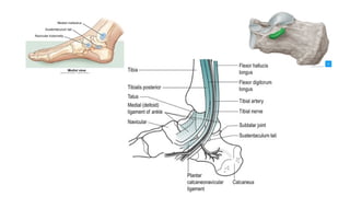 Subtalar dislocation and calcaneus fractures 2.pptx