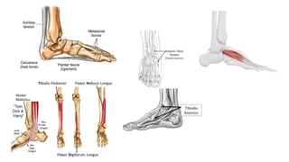 Subtalar dislocation and calcaneus fractures 2.pptx
