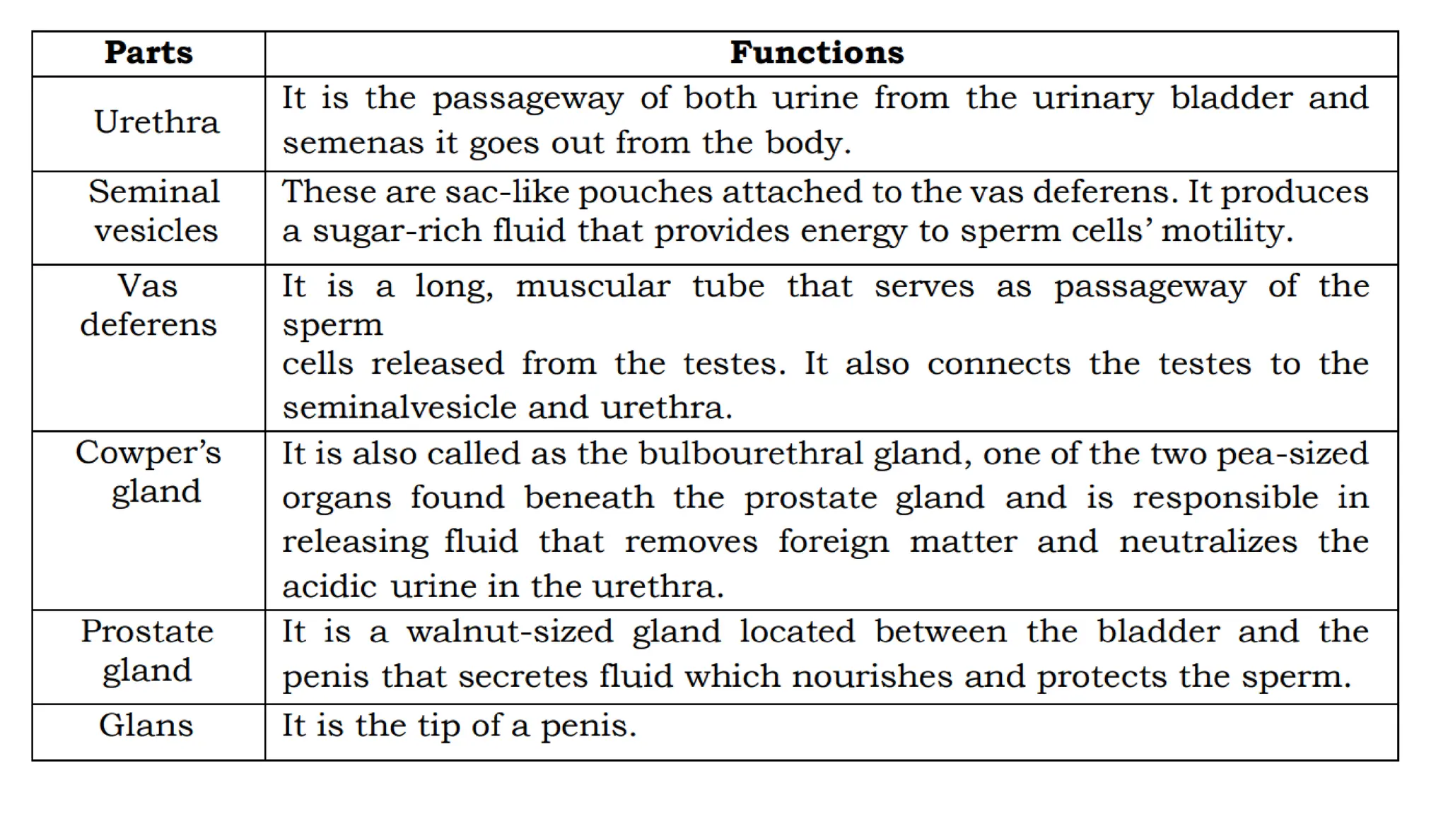 Presentation2.pptx The male reproductive System | PPT