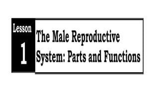 Presentation2.pptx The male reproductive System | PPTX
