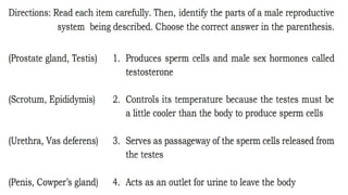 Presentation2.pptx The male reproductive System | PPT
