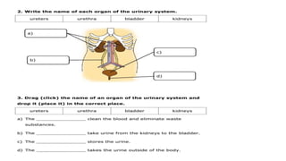 GRADE 6 Presentation2.pptx UR INARY SYSTEM | PPT