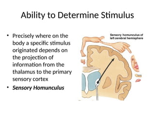 sensomatory pathways presentation for students | PPT