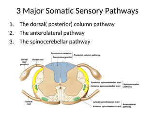 sensomatory pathways presentation for students | PPT