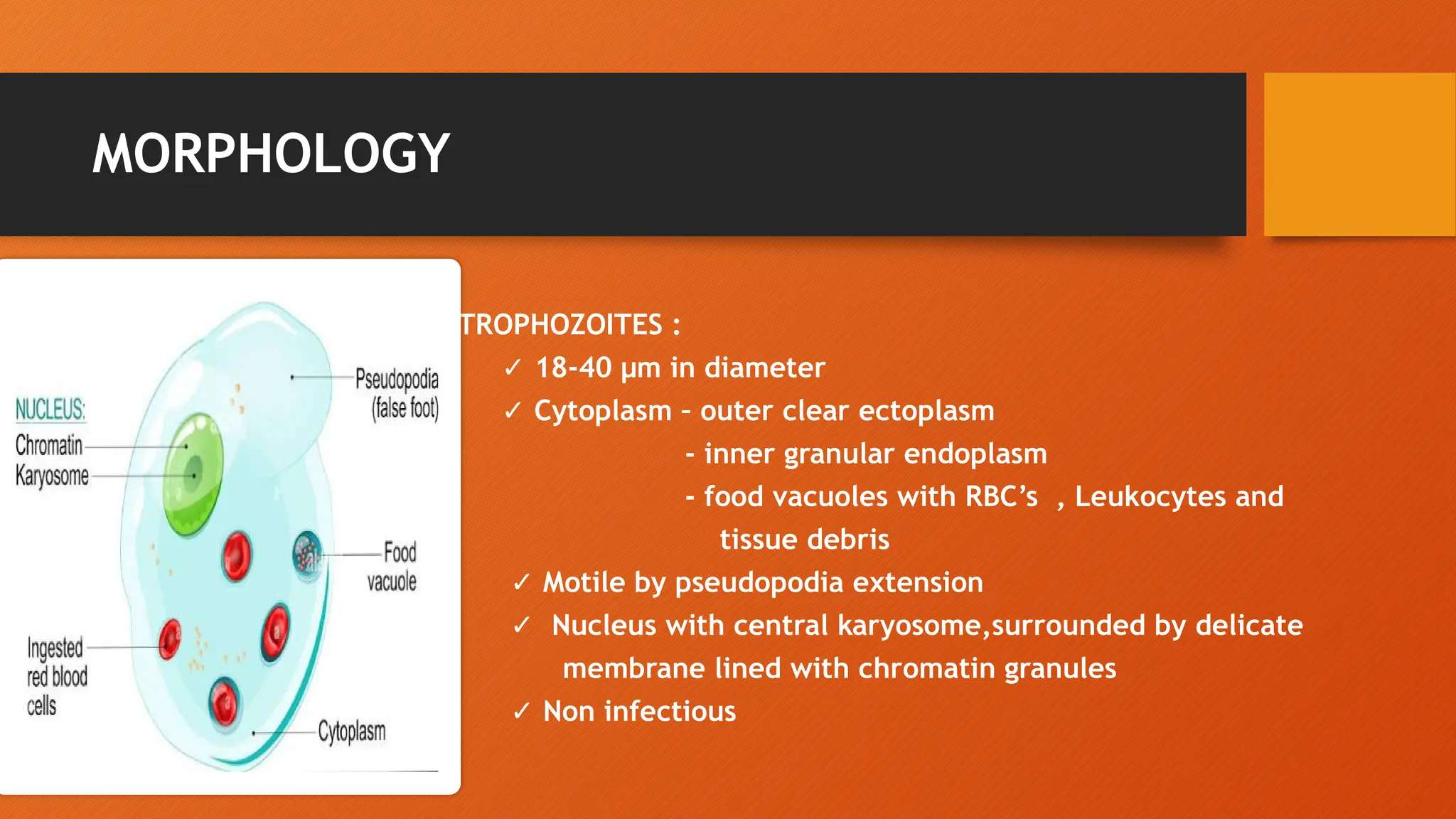 Amoebiasis, explanation, symptoms, causes | PPTX