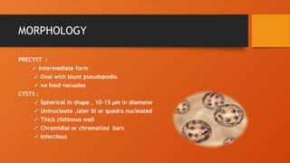 Amoebiasis, explanation, symptoms, causes | PPT