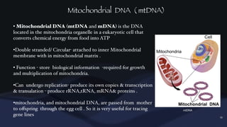 Mitochondria is the powerhouse of cell. | PPT