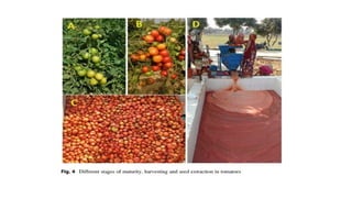 Rouging, Different stages of rouging, Harvesting, Threshing and Seed ...