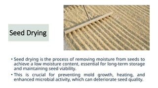 Rouging, Different stages of rouging, Harvesting, Threshing and Seed ...