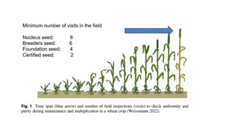 Rouging, Different stages of rouging, Harvesting, Threshing and Seed ...