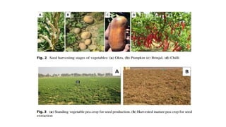 Rouging, Different stages of rouging, Harvesting, Threshing and Seed ...
