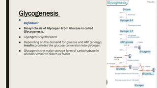 Presentation (2).pptx glucose metabolism | PPTX