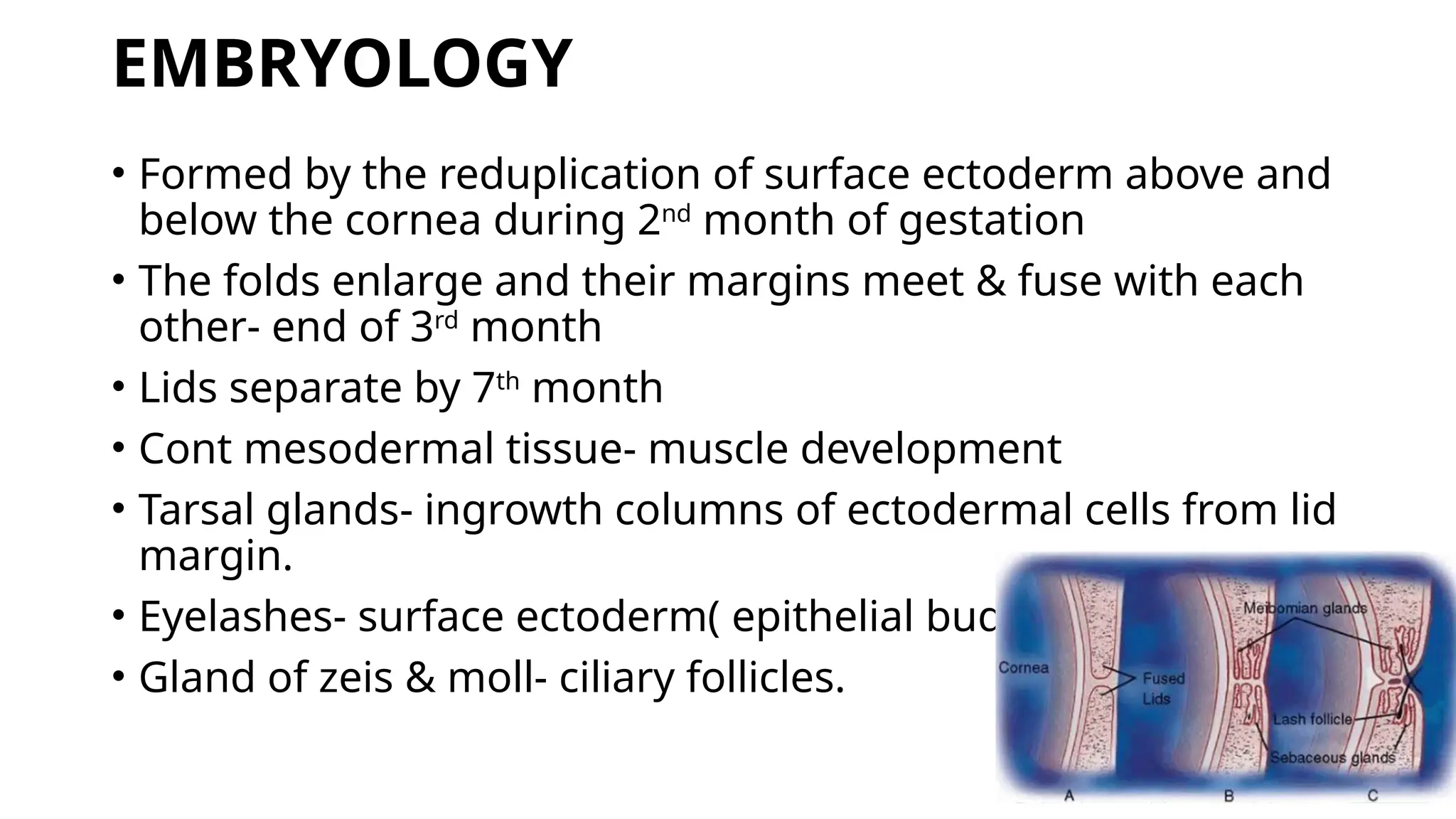 anatomy of eyelids- with glands and other structures | PPTX