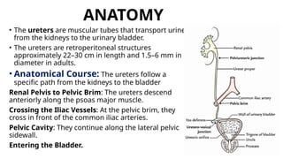 Disease of ureter and that of pelviureteric junction | PPTX