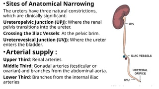 Disease of ureter and that of pelviureteric junction | PPTX