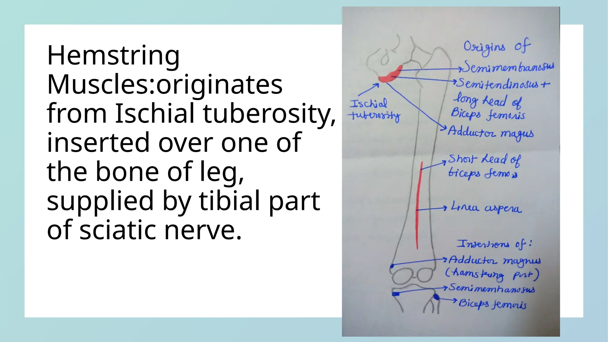 Posterior compartment of thigh, muscles, nerve | PPTX